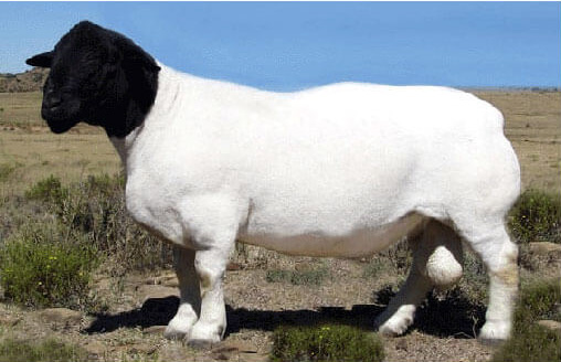 Cotizaciones Dorper: Cotizacion gratis | Dorper Mexico.